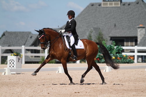 Lumiere – EQUEST DRESSAGE