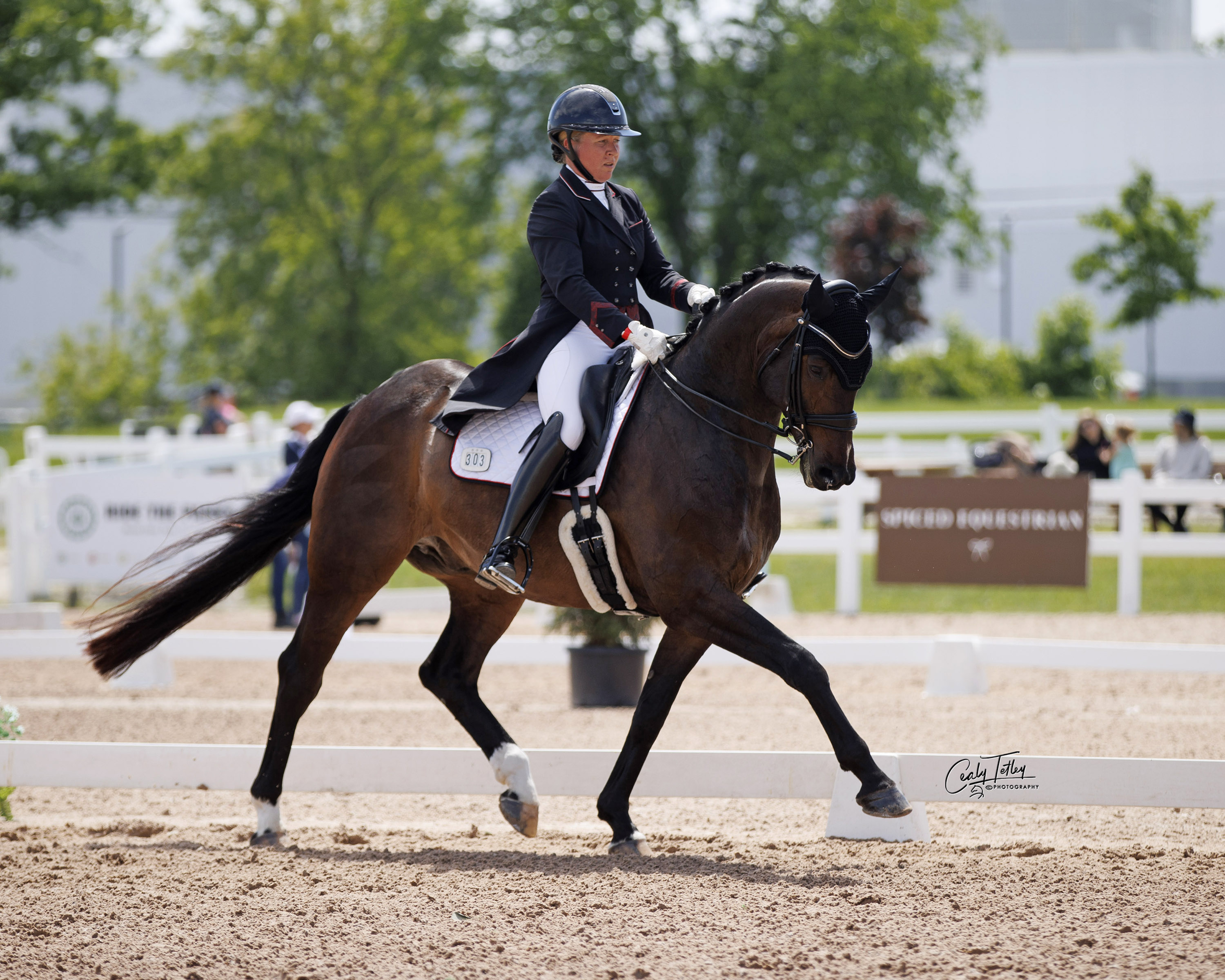 The Horses – EQUEST DRESSAGE